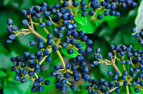 식물키우기 가막살나무 키우기 관리법 물주기 햇빛 온도 습도 흙토양 비료