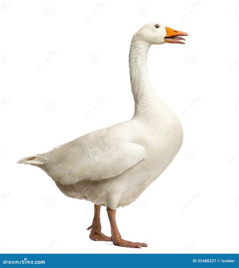 Domestic Goose Anser Anser Domesticus Standing And Clucking Stock