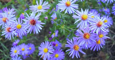 How To Grow And Care For Sky Blue Aster Flowers