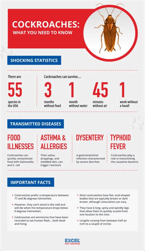 German Cockroach Nest Location And Control Guide