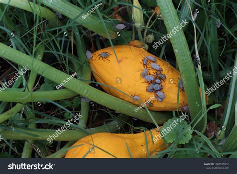 1788 Imágenes De Squashed Bug Imágenes Fotos Y Vectores De Stock Shutterstock