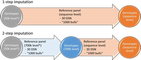 Frontiers Finding The Optimal Imputation Strategy For Small Cattle
