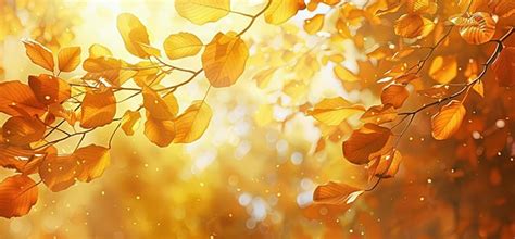 가을 시즌의 나무들 ~ 동안 나뭇잎 음정 배경 일러스트 및 사진 무료 다운로드 Pngtree