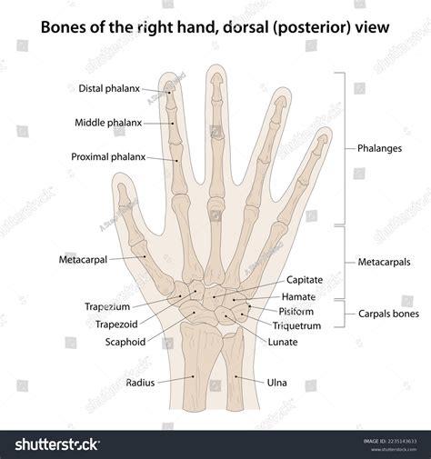 Metacarpals Anatomy