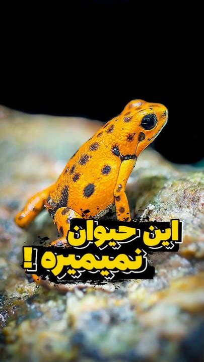 این حیوون ، نمیمیره 🤯 Shorts Youtube