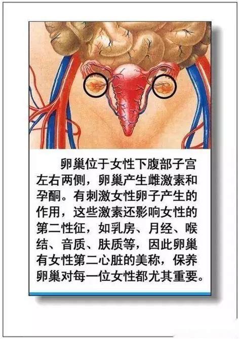 史上最全：人体内脏结构图，五脏六腑解剖图，人体经络图，青桐先生独家整理发布。 知乎