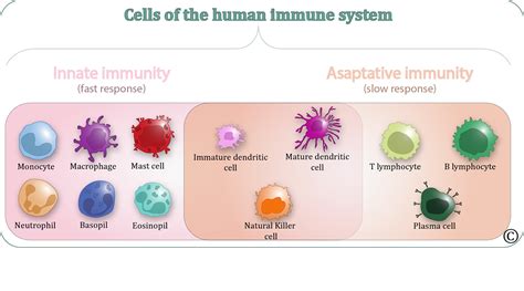Basic Human Immune Cells On Behance
