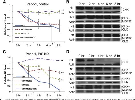Table 2 From Cellular Prion Protein Mediates Pancreatic Cancer Cell Survival And Invasion