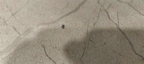 Very Smol Black Bug R Whatsthisbug