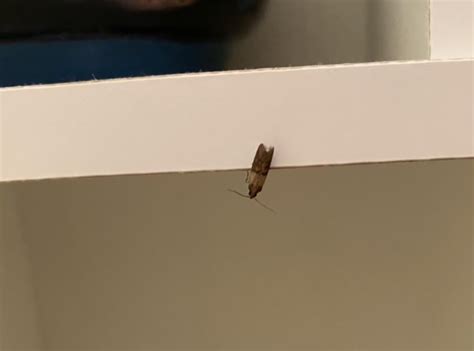 Tiny Moth Rwhatsthisbug