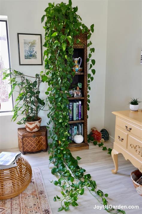 Pothos Plant Care The Easiest Trailing Houseplant 2025 Guide
