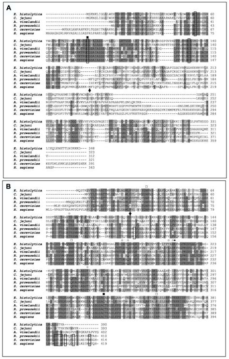 Alignment Of The Putative E Histolytica Iscu And Iscs With Homologs
