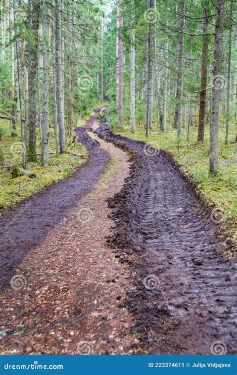 Logging In Forest Stock Image 90627409