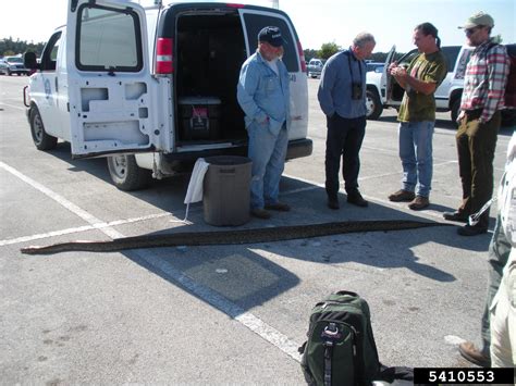 Pythons Python Spp Squamata Pythonidae 5410553