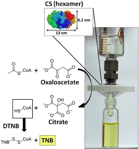 Conversion Of Oxaloacetate And Acetyl Coa Into Citrate And Hs Coa Over