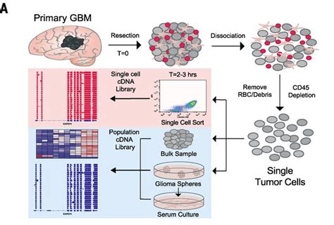 Single Cell Extravaganza Enseqlopedia
