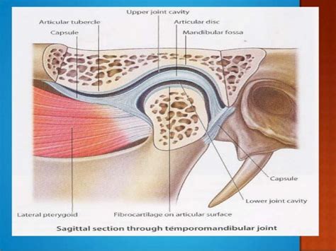 Anatomy Of Tmj
