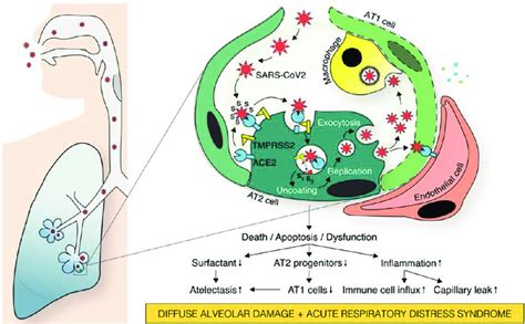 Severe Hypoxemia Probably Occurs During The Phase Whereby A Relative Download Scientific