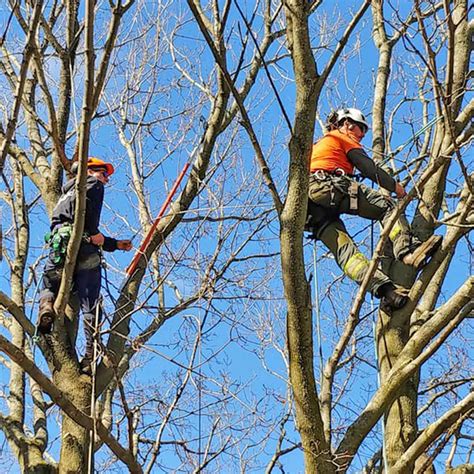 Our Specialized Tree Services Foley Tree Service