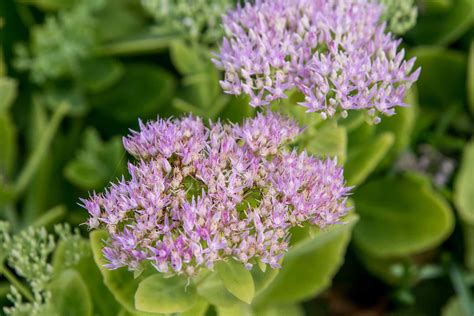Sedum Plant Care Growing Guide