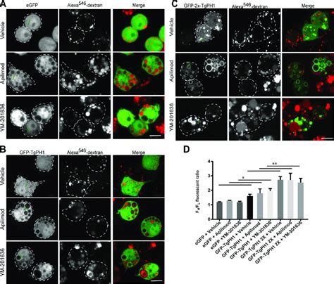 Subcellular Distribution Of Gfp Fused Tgph1 Proteins In Download Scientific Diagram
