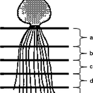 Schematic Representation Of The Root Segmentation In Experiment 2 Download Scientific Diagram