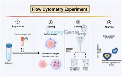 Navigating The Intricacies Of Intracellular Flow Cytometry Key