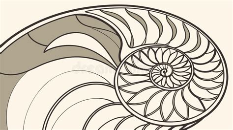Nautilus Shell Spiral Depicting Nature Pattern And Fibonacci Sequence