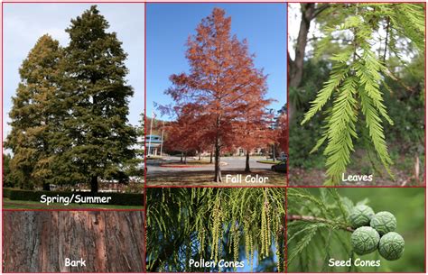 Tree Spotlight Bald Cypress A Plus Tree