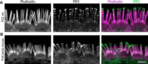 Phosphatidylinositol 45 Bisphosphate Antibody Ma3 500