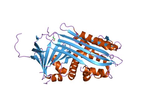 Plasminogen Activator Inhibitor An Important Component Of The