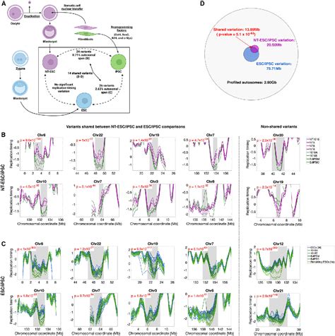 Figure 1 From Incomplete Reprogramming Of Dna Replication Timing In Induced Pluripotent Stem