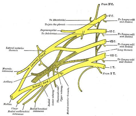 Lower Subscapular Nerve Alchetron The Free Social Encyclopedia