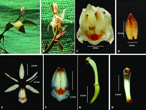 Coelogyne Stricta D Don Schltr A Plant B Inflorescence C
