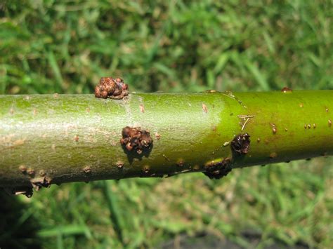Tree Damage Pesticides