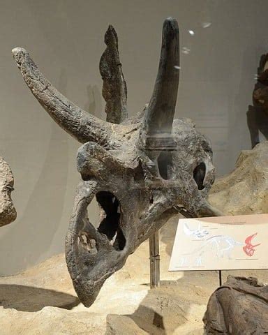 Agujaceratops The Aguja Horned Face Dinosaur From Texas