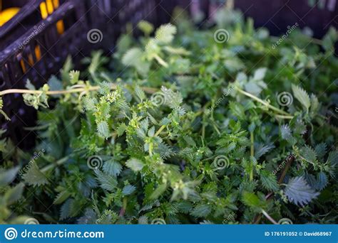 Stinging Nettle Editorial Photography Image Of Department 176191052