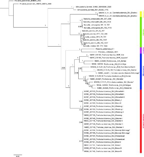 Bayesian Inference BI Tree Based On The Concatenated Data Set Of COI Download Scientific