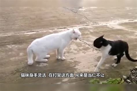 两只猫咪在屋顶决斗一只乌鸦在一旁喝彩吃瓜不嫌事大 决斗 乌鸦 屋顶