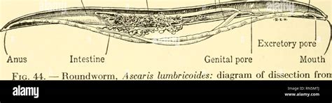 Ascaris Roundworm Dissection