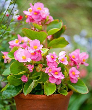 How To Propagate Begonias Expert Tips Homes And Gardens