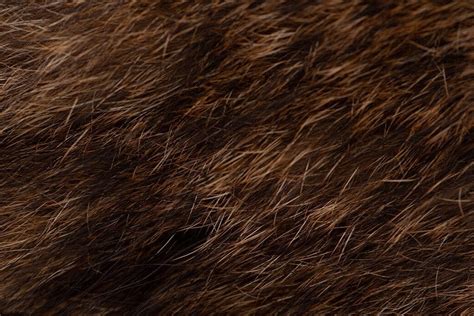 The Tragic Story Of The Warrah Wolf A Species Too Friendly To Survive