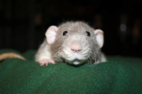 morris what s that scratching creeping around the window the
