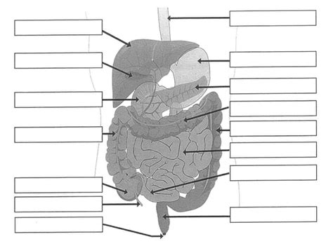 Digestive System Labeling Diagram Quizlet