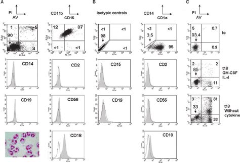 Characterization Of Freshly Prepared Pmns And Dcs A Pmn Phenotype Download Scientific