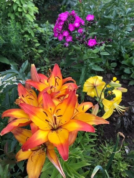 Красивые лилии в саду Сообщество Цветочная фея комнатные и садовые цветы Выращиваем вместе