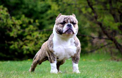 This Video Introduces Viewers To The Exotic Bully A Unique And