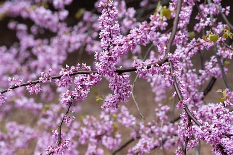 How To Grow And Care For Weeping Redbud