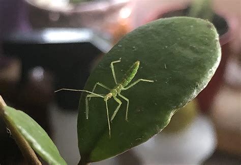 Assassin Bug Life Cycle Whats That Bug