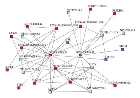 Example Of Sex Differentiation Driven Subfunctionalization The Chicken Download Scientific
